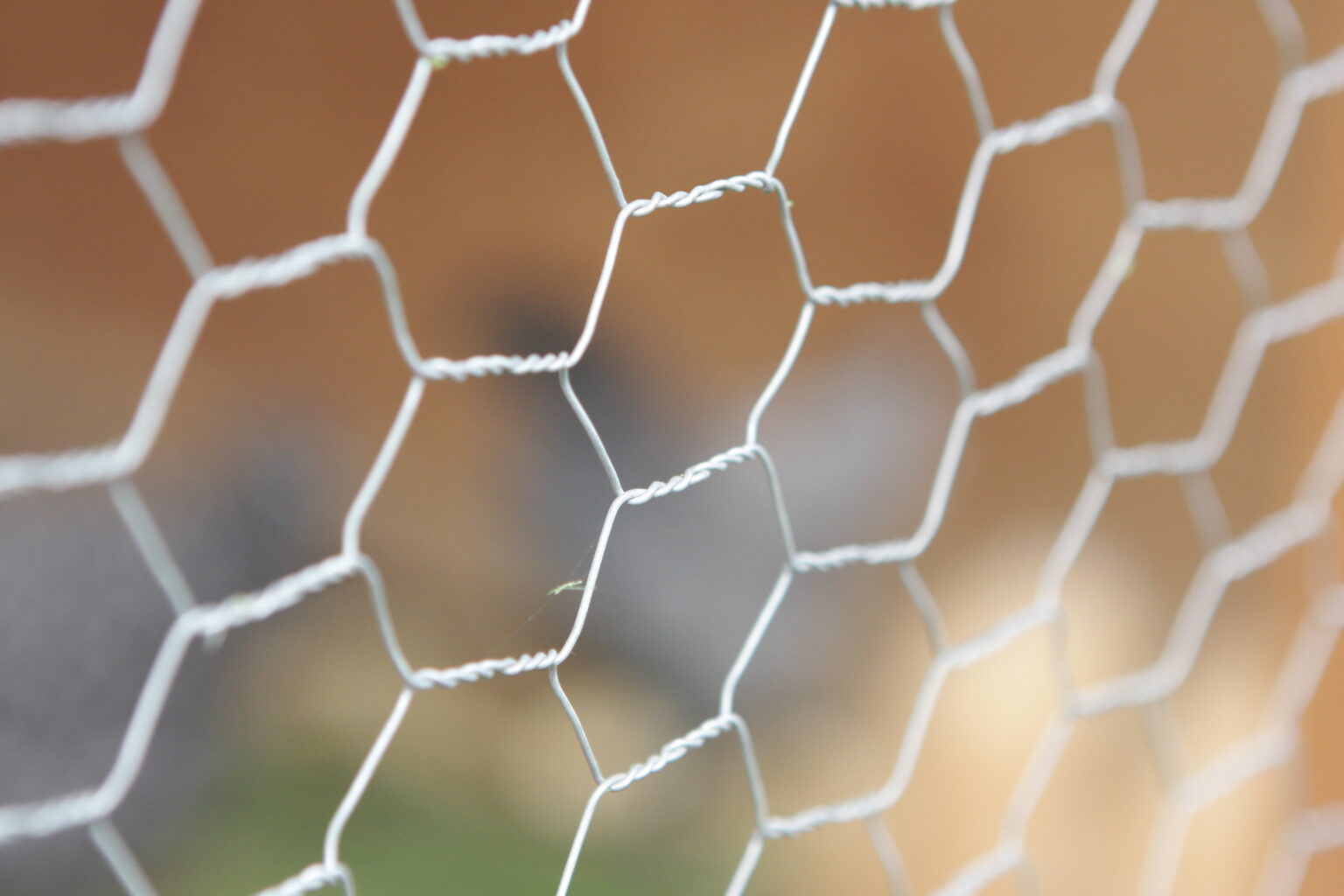 Keep Your Flock Away from Predators - Backyard Poultry